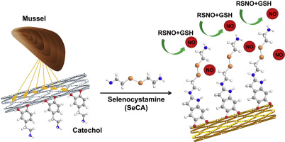 Mussel-inspired catalytic selenocystamine-dopamine coatings for long ...