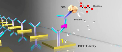 Proton-ELISA: Electrochemical immunoassay on a dual-gated ISFET array ...