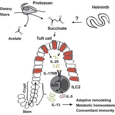 A Metabolite-Triggered Tuft Cell-ILC2 Circuit Drives Small Intestinal ...