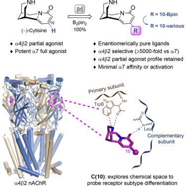通过（-）-Cytisine的直接CizationH功能化释放烟碱选择性,Chem - X-MOL
