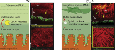 钙激活的氯离子通道调节剂1（CLCA1）通过蛋白水解活性控制结肠中的粘液扩展,EBioMedicine - X-MOL