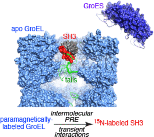 Extensive Sampling of the Cavity of the GroEL Nanomachine by Protein ...