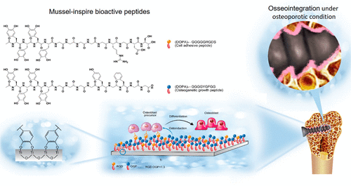 Mussel-Inspired Peptide Coatings on Titanium Implant to Improve ...