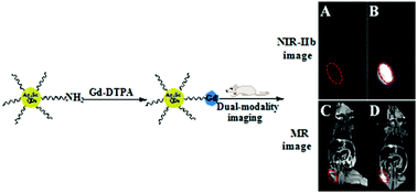 Gd-DTPA-coupled Ag2Se quantum dots for dual-modality magnetic resonance ...