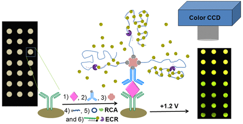 Electrochemiluminescent Imaging for Multi-immunoassay Sensitized by ...