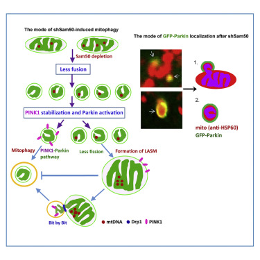 Sam50 Regulates PINK1-Parkin-Mediated Mitophagy by Controlling PINK1 ...