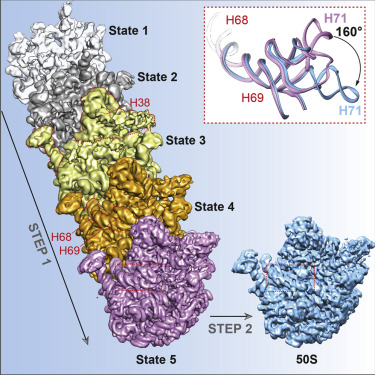 Structural Visualization of the Formation and Activation of the 50S ...