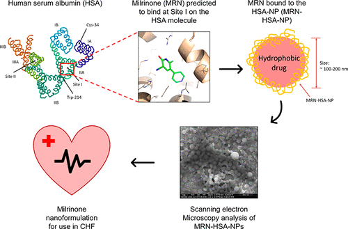 Novel Milrinone Nanoformulation for Use in Cardiovascular Diseases ...