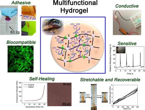 Highly Stretchable and Biocompatible Strain Sensors Based on Mussel ...