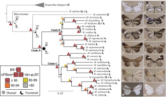 Phylogenetics of moth-like butterflies (Papilionoidea: Hedylidae) based ...