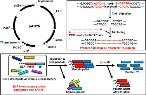 Three Novel Escherichia coli Vectors for Convenient and Efficient ...