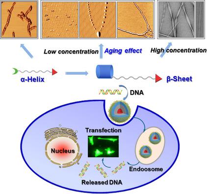 Formation of Twisted β‐Sheet Tapes from a Self‐Complementary Peptide ...