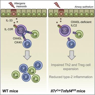 组织限制性适应性 2 型免疫是通过共刺激分子 OX40L 在第 2 组先天淋巴细胞上的表达来协调的,Immunity - X-MOL