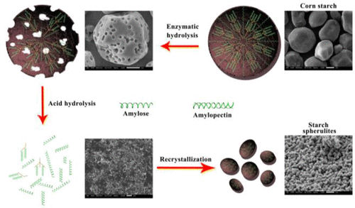 Starch Spherulites Prepared by a Combination of Enzymatic and Acid ...