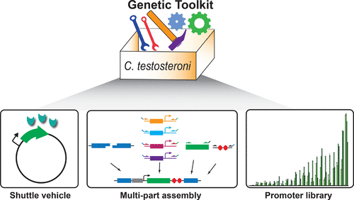 Developing a Synthetic Biology Toolkit for Comamonas testosteroni, an ...