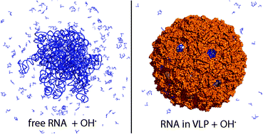 RNA: packaged and protected by VLPs†,RSC Advances - X-MOL
