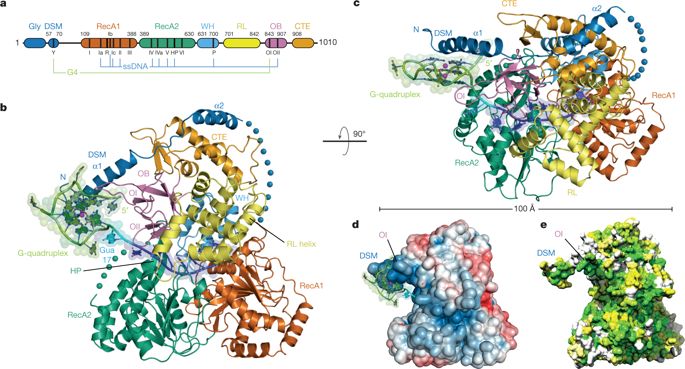 Structural basis of G-quadruplex unfolding by the DEAH/RHA helicase DHX36,Nature - X-MOL