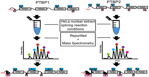 Post-Translational Modifications in Polypyrimidine Tract Binding ...