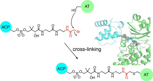 Structural basis of protein–protein interactions between a trans-acting ...