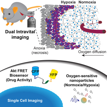 Intravital Imaging to Monitor Therapeutic Response in Moving Hypoxic ...