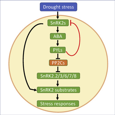Arabidopsis Duodecuple Mutant of PYL ABA Receptors Reveals PYL ...