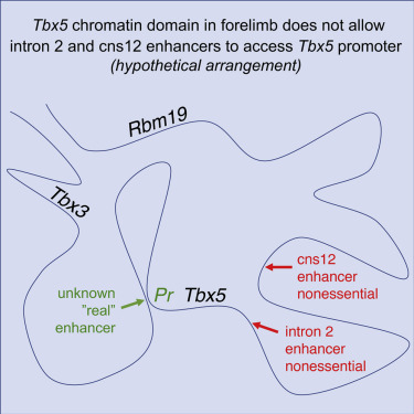 两种假定的前肢Tbx5增强子的基因组敲除表明，它们对肢体发育无关紧要。,Cell Reports - X-MOL