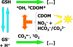 A model assessment of the role played by the carbonate (CO3 −) and ...