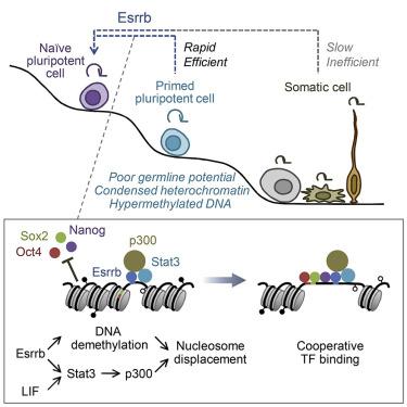 Esrrb解锁沉默的增强子，以重新编程为幼稚的多能性。,Cell Stem Cell - X-MOL