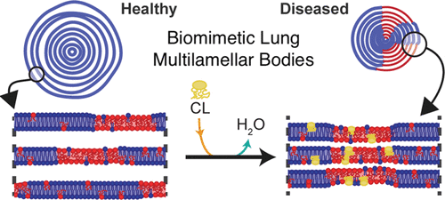 Structure of Lung-Mimetic Multilamellar Bodies with Lipid Compositions ...