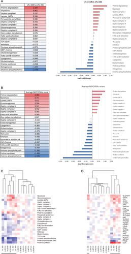 Targeting MCT4 to reduce lactic acid secretion and glycolysis for ...