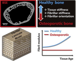 Bone matrix development in steroid-induced osteoporosis is associated ...