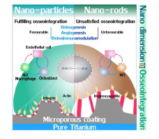 Differential effect of hydroxyapatite nano-particle versus nano-rod decorated titanium micro ...