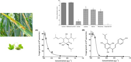 Antifungal activity of hop extracts and compounds against the wheat ...