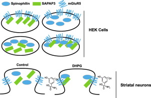 The association of spinophilin with disks large-associated protein 3 ...