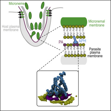 Structural Basis of Phosphatidic Acid Sensing by APH in Apicomplexan ...