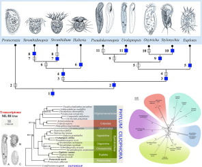 Phylogenetic relationship analyses of complicated class Spirotrichea ...