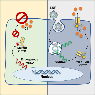Lipid Nanoparticle-Delivered Chemically Modified mRNA Restores Chloride ...
