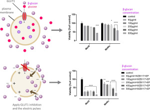 Mechanisms of antimelanoma effect of oat β-glucan supported by ...