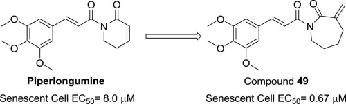 Senolytic activity of piperlongumine analogues: Synthesis and ...