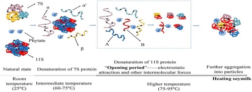Binding of phytate to soybean protein during the heat treatment of ...