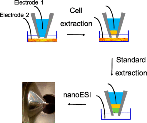 Quantitative Extraction and Mass Spectrometry Analysis at a Single-Cell ...