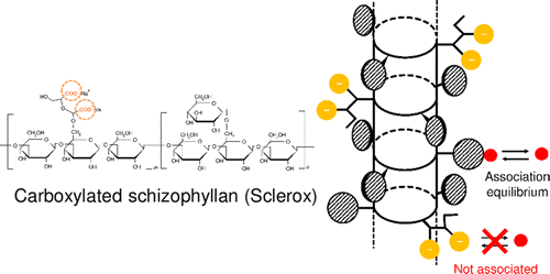 Cooperative Order–Disorder Transition of Carboxylated Schizophyllan in ...