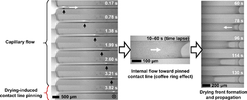 Capillary Coatings: Flow and Drying Dynamics in Open Microchannels ...