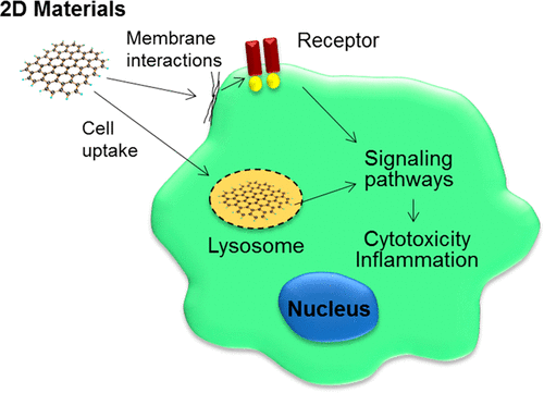 Assessing and Mitigating the Hazard Potential of Two-Dimensional Materials,ACS Nano - X-MOL