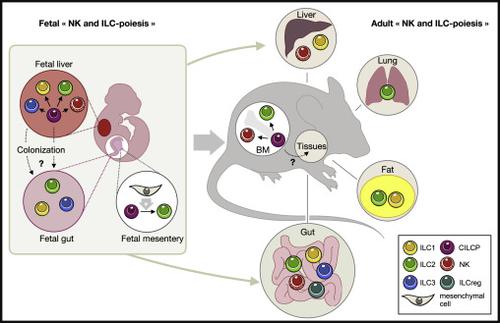 Innate Lymphoid Cell Development: A T Cell Perspective,Immunity - X-MOL