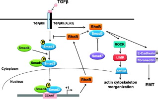 Modulation of TGFβ/Smad signaling by the small GTPase RhoB,Cellular ...