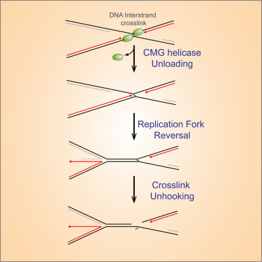 Replication Fork Reversal during DNA Interstrand Crosslink Repair ...