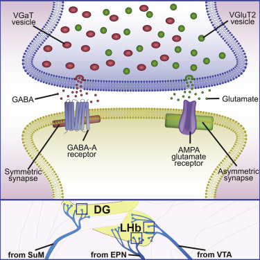 Selective Brain Distribution and Distinctive Synaptic Architecture of ...