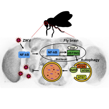 Inflammation-Induced, STING-Dependent Autophagy Restricts Zika Virus Infection in the Drosophila ...