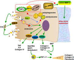 Rab7 empowers renal tubular epithelial cells with autophagy-mediated ...